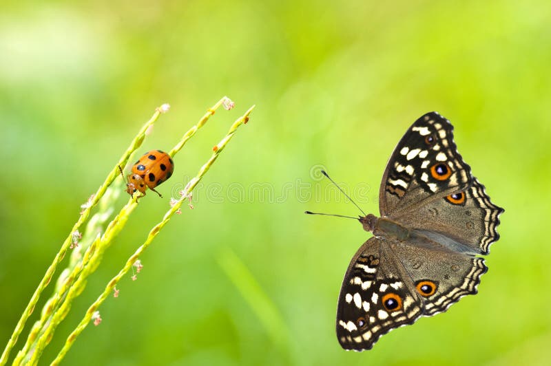 Butterfly and bug stock image. Image of blue, nature - 51926363