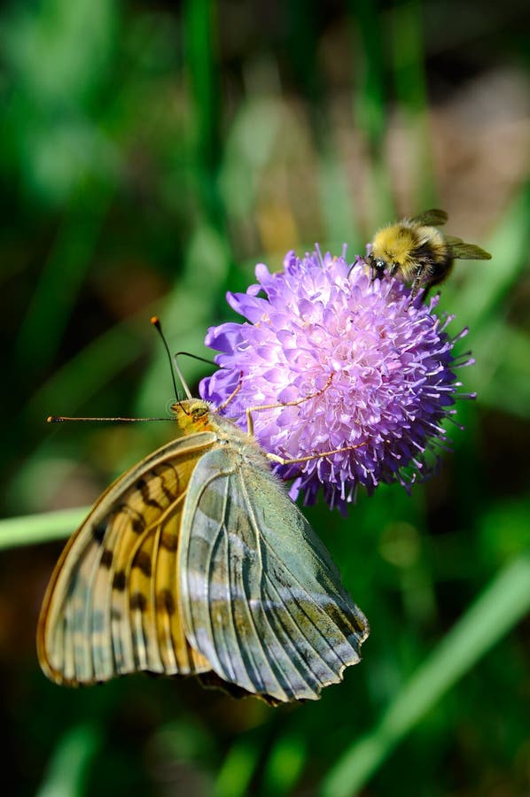 Butterfly and bumble bee stock photo. Image of forest - 42393950