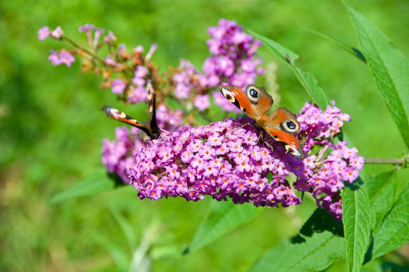 Butterfly-bush stock photo. Image of lawn, lilac, spring - 12253048