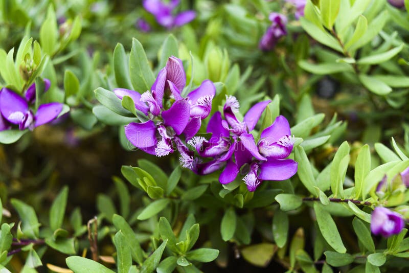 Butterfly Bush Blooming in Garden Springtime Stock Photo - Image of ...