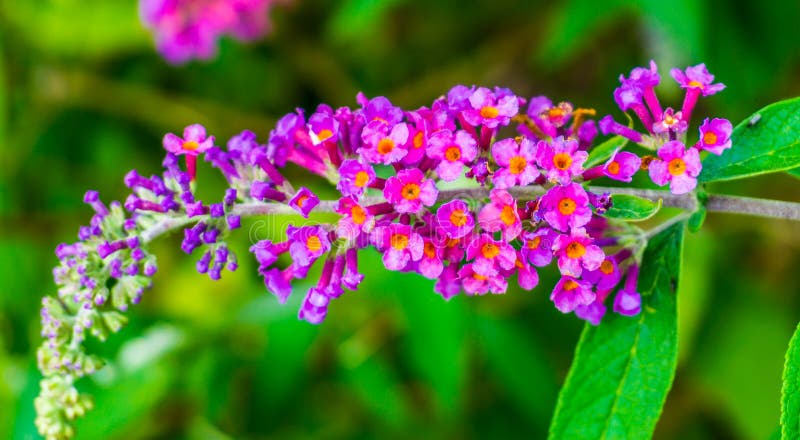 Butterfly Bush Branch with Tiny Mini Flowers Macro Close Up Stock Photo ...