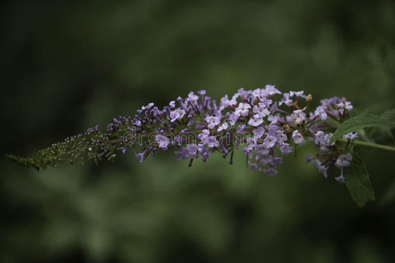 Butterfly Bush Buddleia Davidii Stock Image - Image of migration, green ...