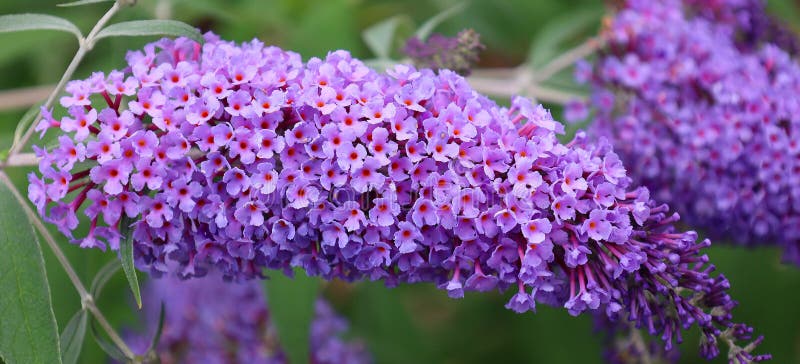 Butterfly Bush, Buddleja or Buddleia, Historically Given As Buddlea ...