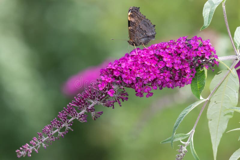 Butterfly Bush (buddleja Davidii Stock Photo - Image of nature, pollen ...