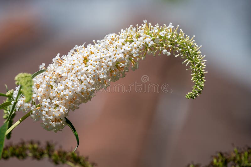 Butterfly Bush Buddleja Davidii Stock Photo - Image of bush, growth ...