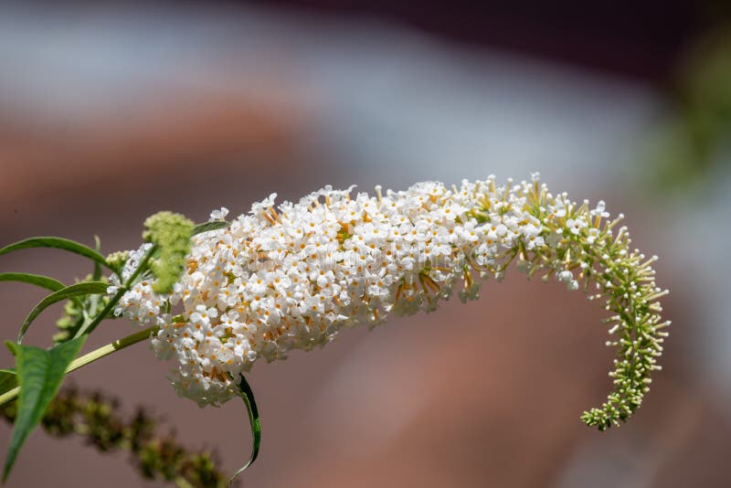 Butterfly Bush (buddleja Davidii Stock Photo - Image of beautiful ...