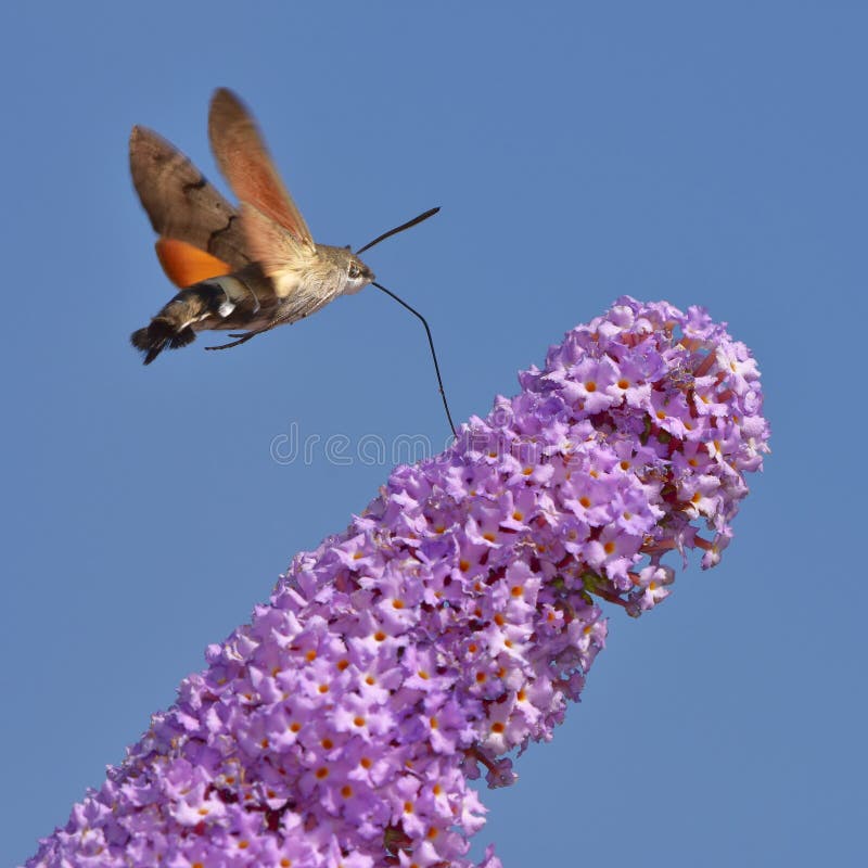 Butterfly Bush with Hummingbird Hawk-moth Stock Photo - Image of flower ...