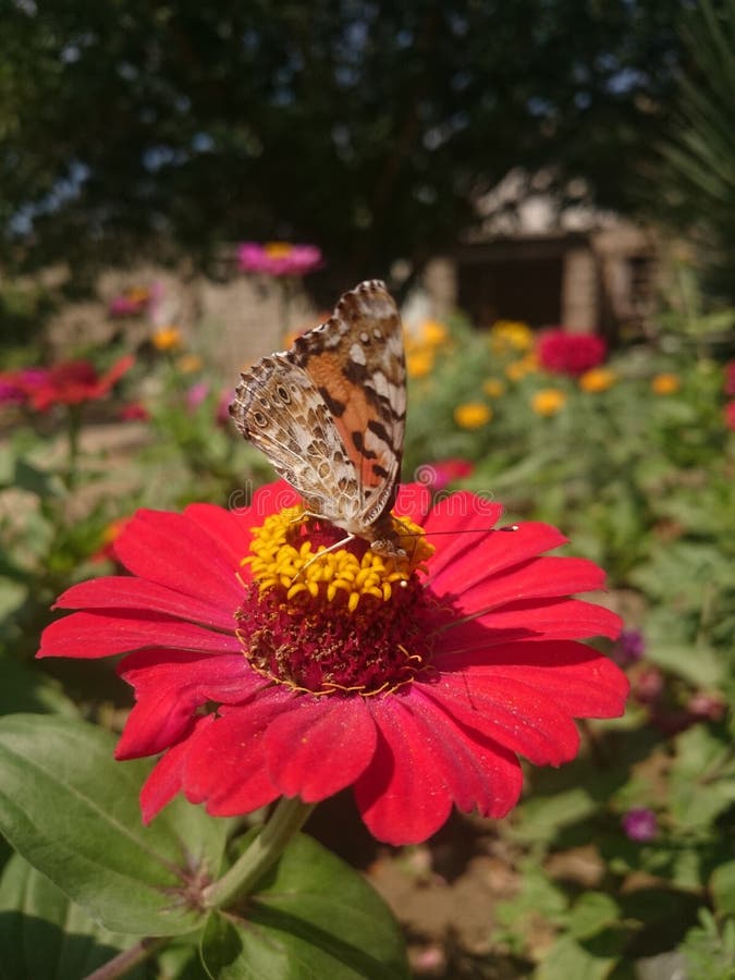 Butterfly stock image. Image of butterfly, natural, buterfly - 77243557