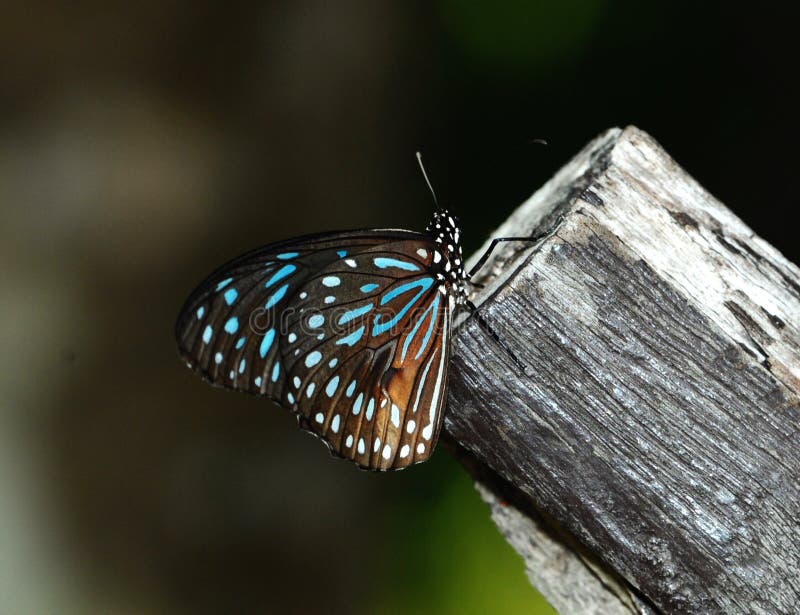 Butterfly stock image. Image of butter, yesteryear, buttefly - 45284123
