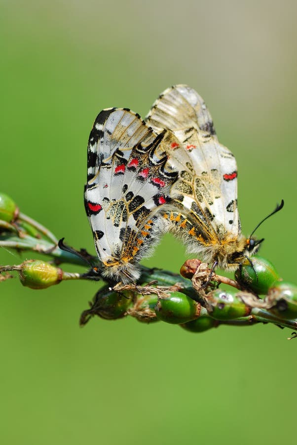 Butterfly butterflies mate stock photo. Image of feeler - 20191308