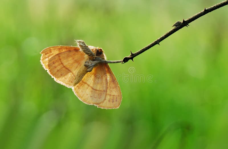 Butterfly,Butterflies stock image. Image of nature, green - 160618477