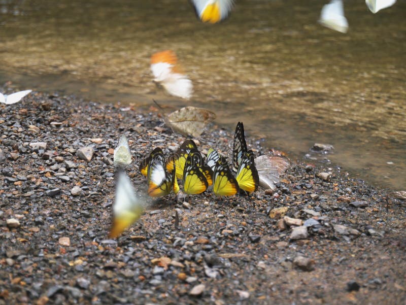 Butterfly stock image. Image of river, butterfly, morning - 133175377