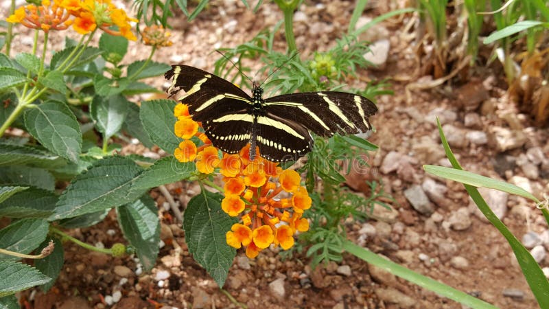 Desert Butterfly Stock Photos - Download 1,043 Royalty Free Photos