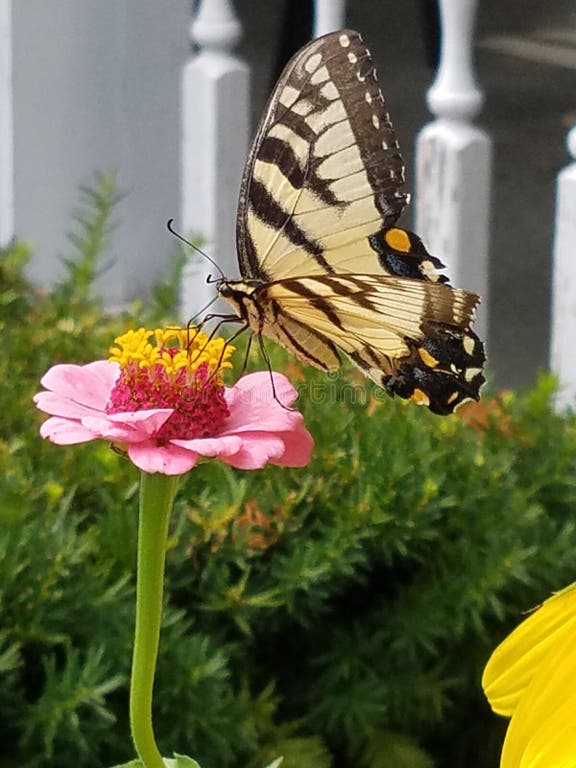 Butterfly stock photo. Image of unity, lovers, butterfly - 144236854
