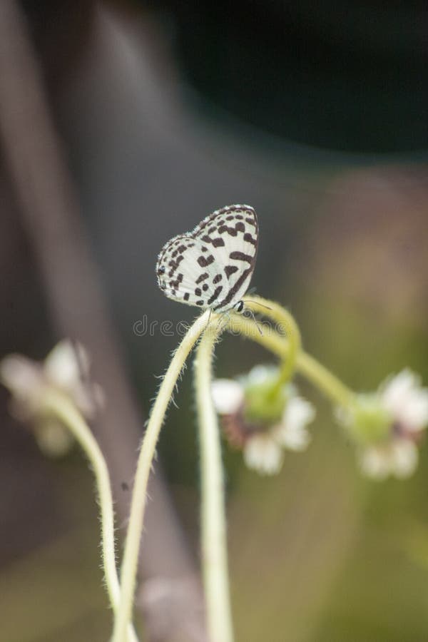 Lense Wildlife Insects Stock Photos - Free & Royalty-Free Stock Photos ...