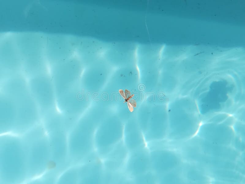 Butterfly stock photo. Image of butterfy, butterfly - 124572822