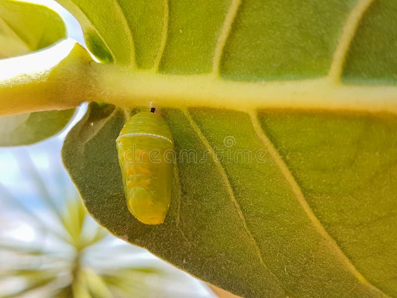 Butterfly Cacoon Attached To a Leaf Stock Image - Image of food, branch ...