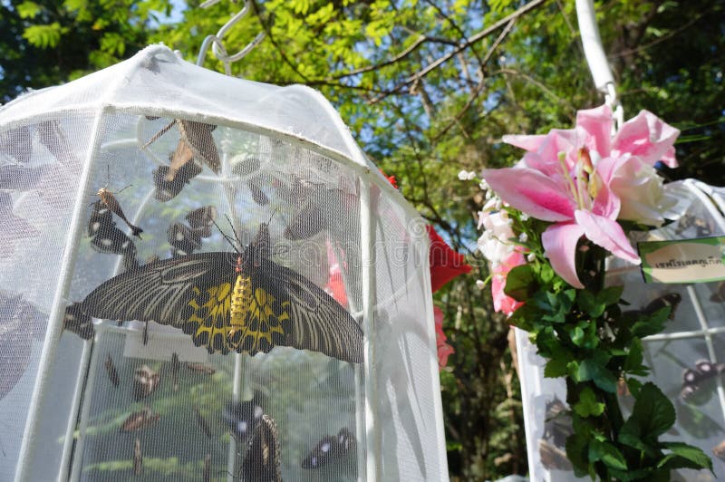 Butterfly in Cage stock photo. Image of birdcage, antique - 41085534