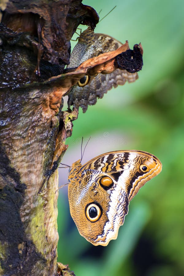 Butterfly Caligo Eurilochus Stock Image - Image of close, forest: 38558793