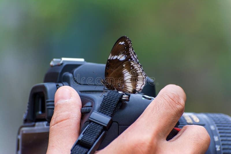 Butterfly on a Camera in Hand Stock Image - Image of lepidoptera ...