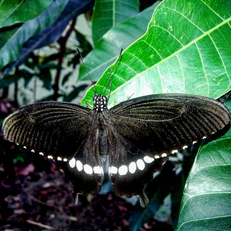 Butterfly can fly freely stock image. Image of butterfly - 120145391