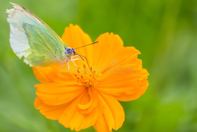 Butterfly Catch on Yellow Cosmos Flowers Stock Photo - Image of fresh ...