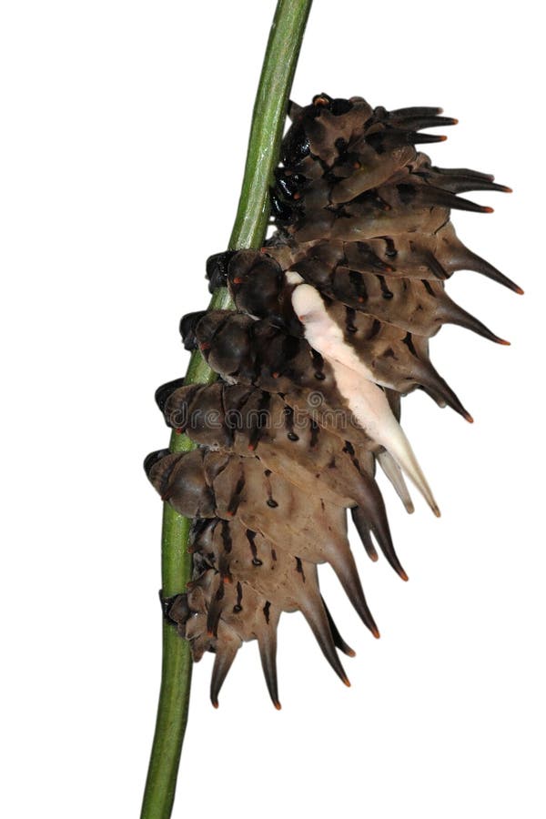 18,277 Caterpillar Larva Butterfly Grounded Stock Photos - Free ...