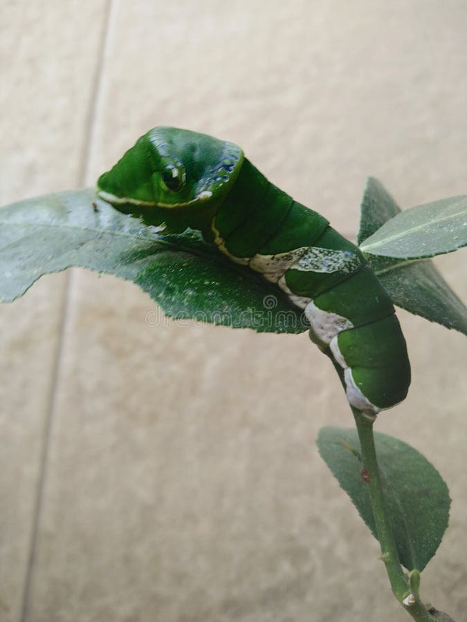 Butterfly Caterpillar Climbing Lemon Tree Stock Photo - Image of lemon ...