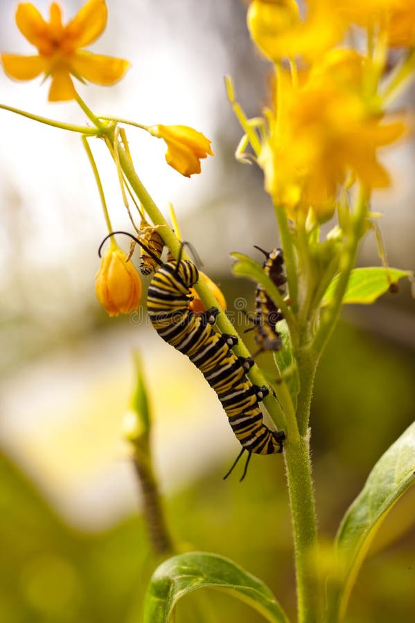 Acmon Blue, Plebejus Acmon, Butterfly Stock Image - Image of moths ...