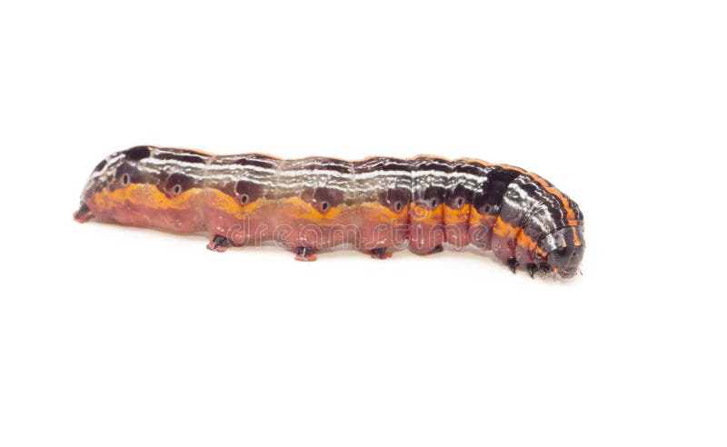 Caterpillars of Butterflies Stock Photo - Image of control, larva ...