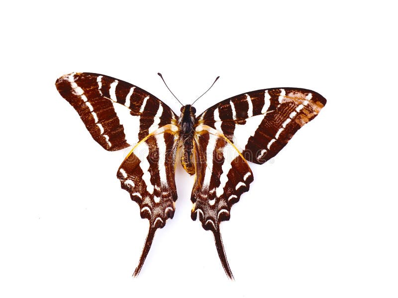 Butterfly Chain Swordtail Isolated White Background Stock Photos - Free ...