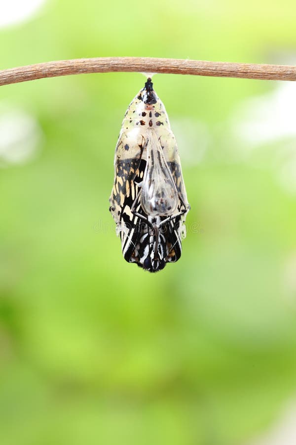 Butterfly Change Form Chrysalis Stock Image - Image of change, monarch ...