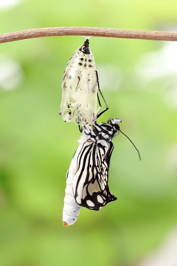 Butterfly Change Form Chrysalis Stock Image - Image of change, monarch ...