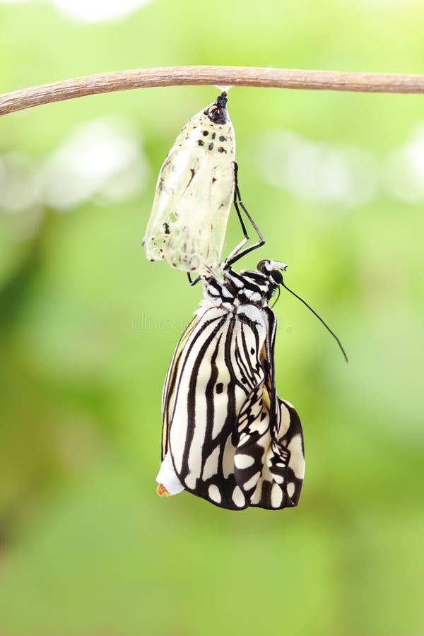 Butterfly Change Form Chrysalis Stock Image - Image of change, monarch ...