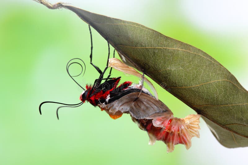 Butterfly Change Form Chrysalis Stock Photo - Image of growth ...