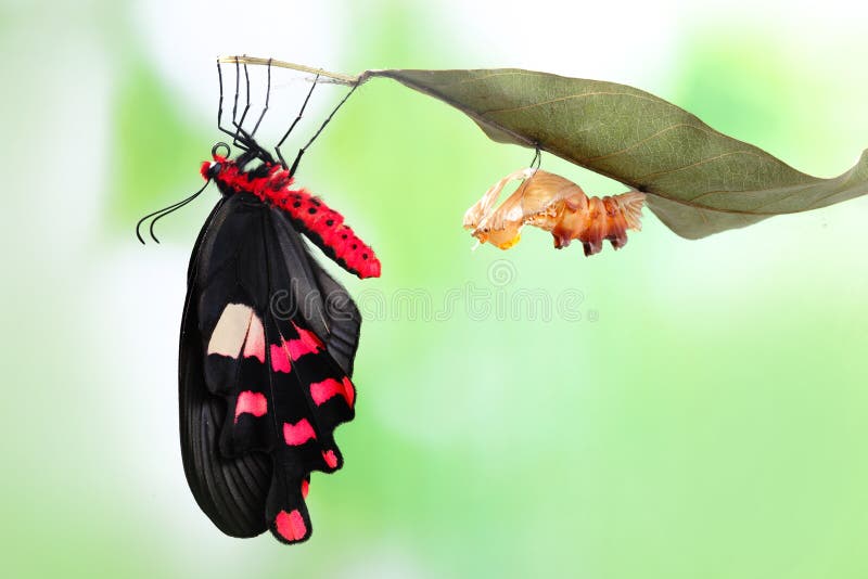 Butterfly Change Form Chrysalis Stock Image - Image of change, monarch ...