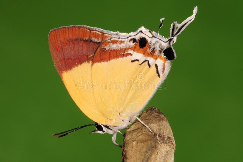 BUTTERFLY. Charana Mandarina Stock Photo - Image of light, brown: 38720962