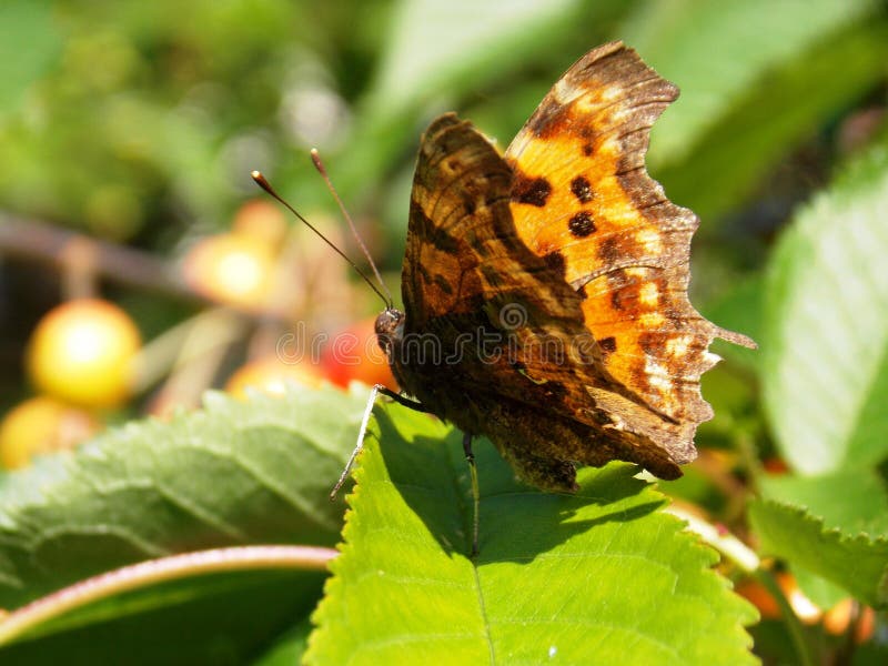 Butterfly on cherry tree stock photo. Image of garden - 21210418