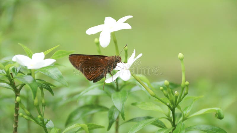 Butterfly Chestnut Bob stock image. Image of invertebrate - 359181237