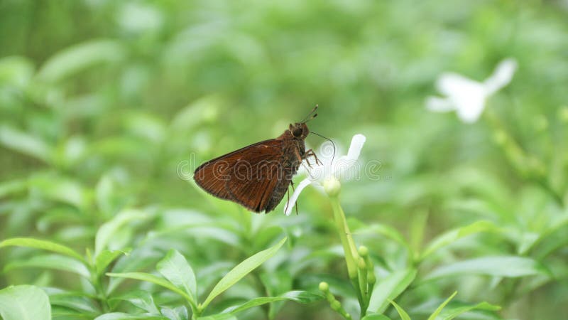 Butterfly Chestnut Bob stock photo. Image of green, park - 359181246