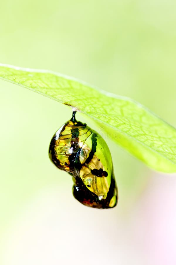 Butterfly chrysalis stock image. Image of rainforest - 15659789