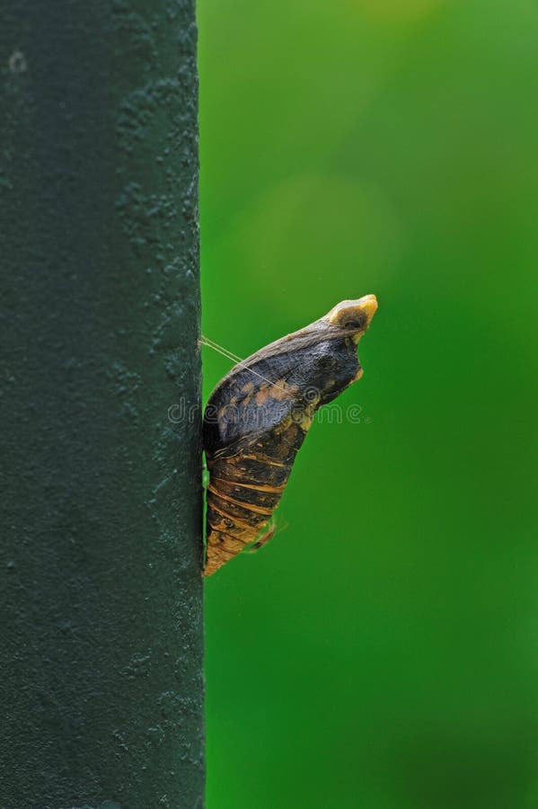 Butterfly Chrysalis stock image. Image of insect, chrysalis - 28386785