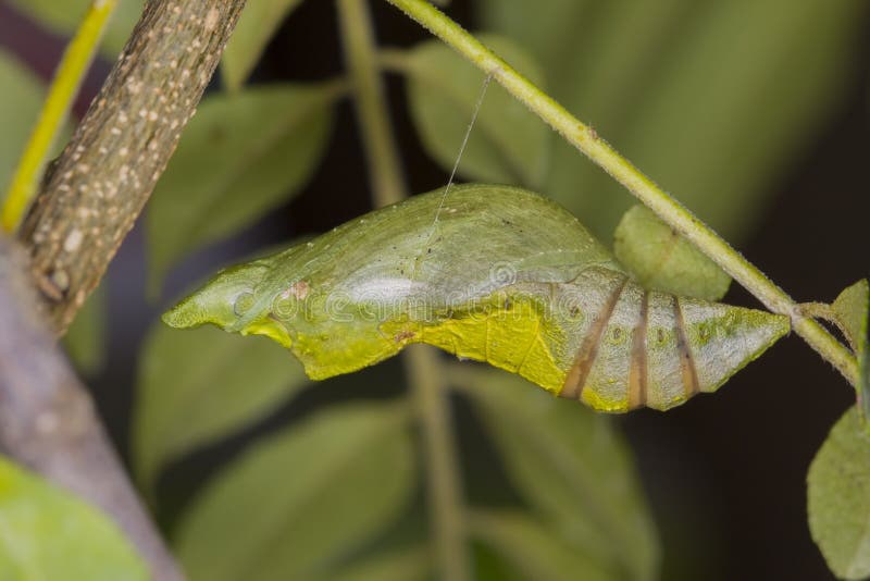 Chrysalis Of Butterfly Hanging On Tree Branch Stock Photo - Image of ...