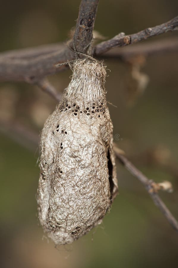 Butterfly chrysalis stock image. Image of hatching, insect - 92792135