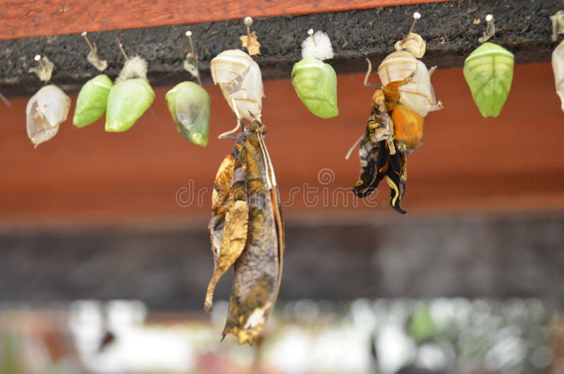 Butterfly chrysalis stock photo. Image of butterflies - 71748758