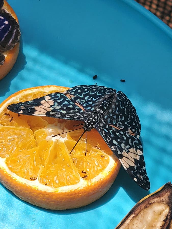 Butterfly Citrus Blue stock photo. Image of leaf, vegetable - 238829910