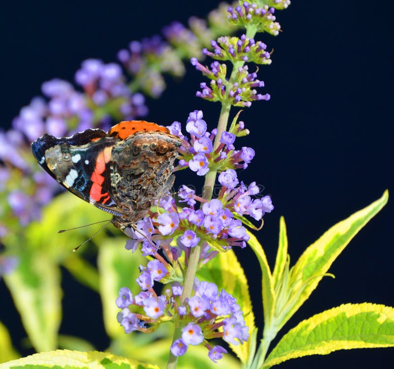Butterfly on Clematis Victoria Stock Image - Image of leaf, eudicots ...