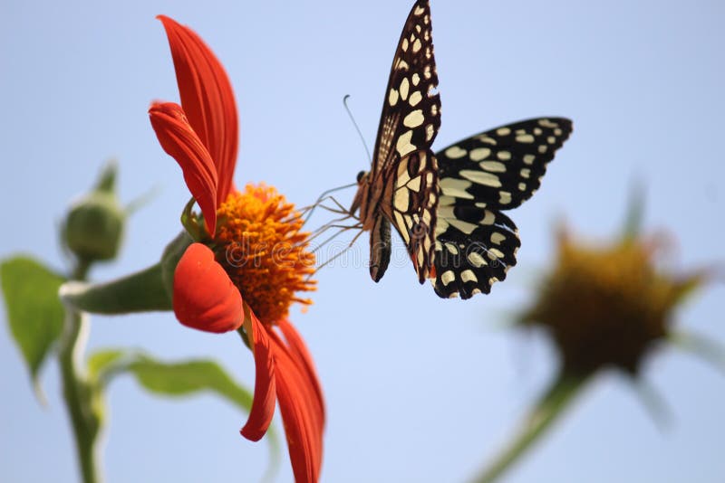 Butterfly click stock image. Image of butterfly, click - 105852755