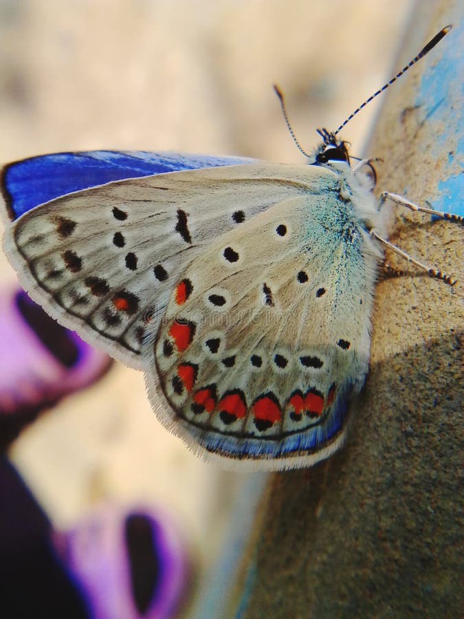Butterfly stock image. Image of flying, insect, nature - 82135579