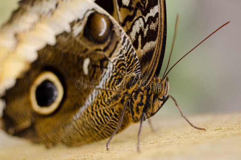 Butterfly close up stock photo. Image of moth, insect - 83025864